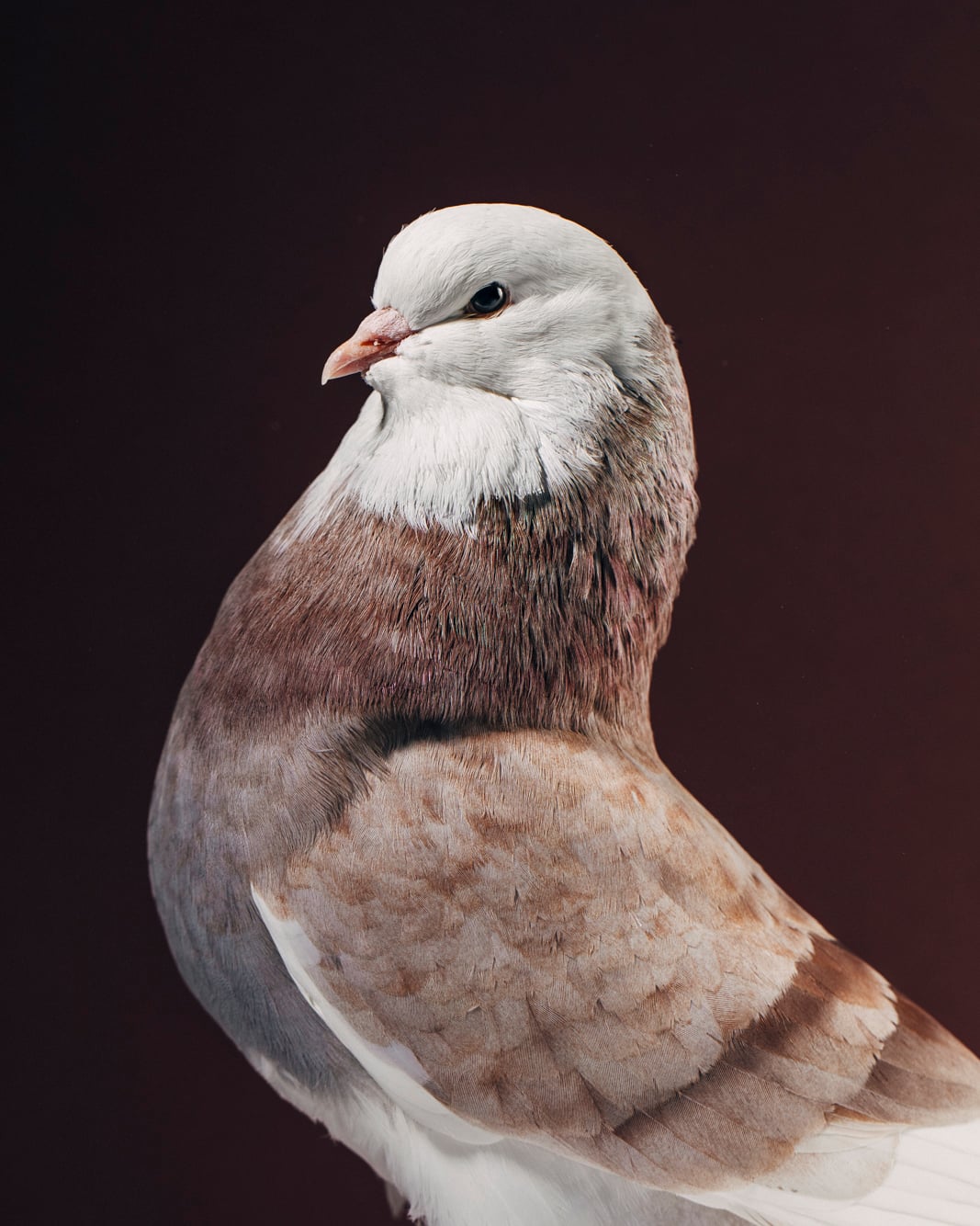 Photographer Captures Formal Portraits of 'Misunderstood' Pigeons ...