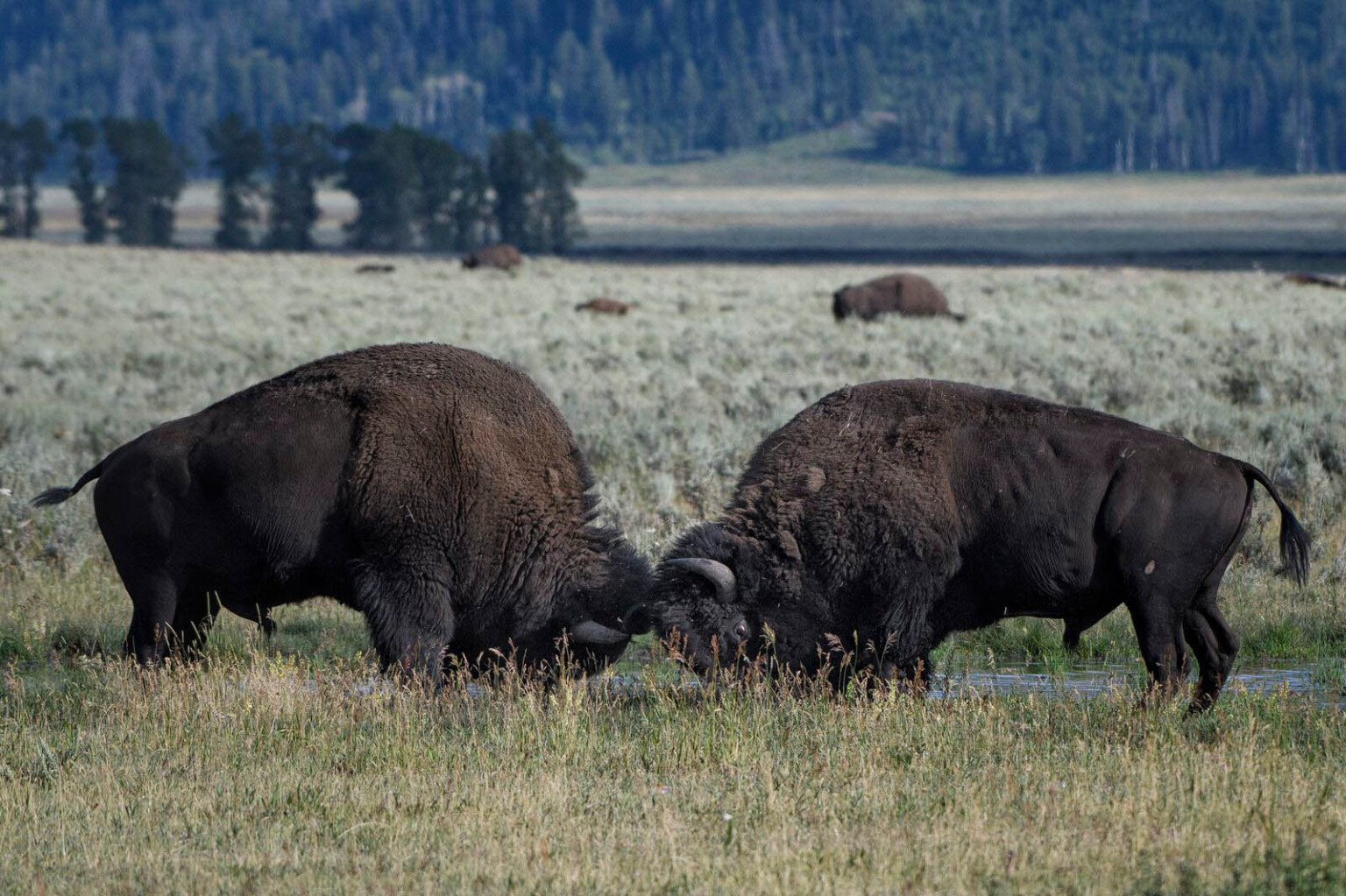 How to Photograph Bison in Yellowstone | PetaPixel