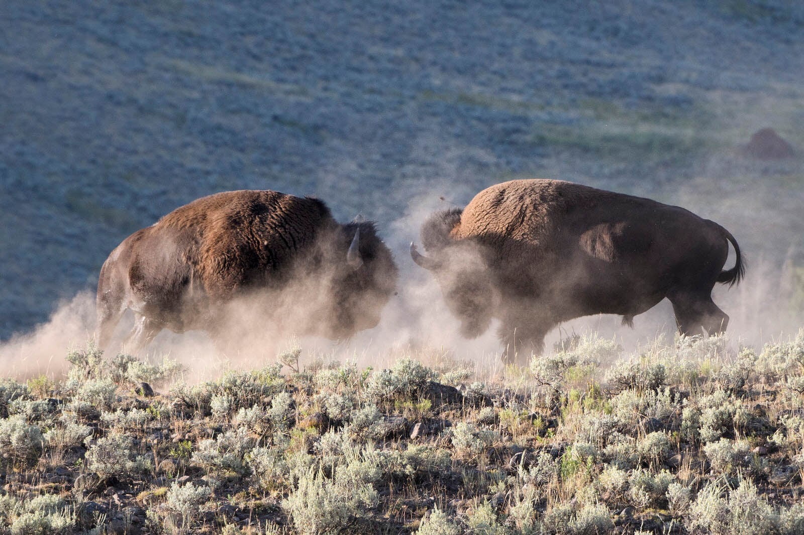 How to Photograph Bison in Yellowstone | PetaPixel