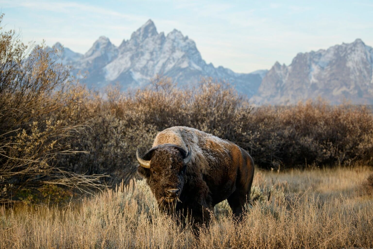How to Photograph Bison in Yellowstone | PetaPixel