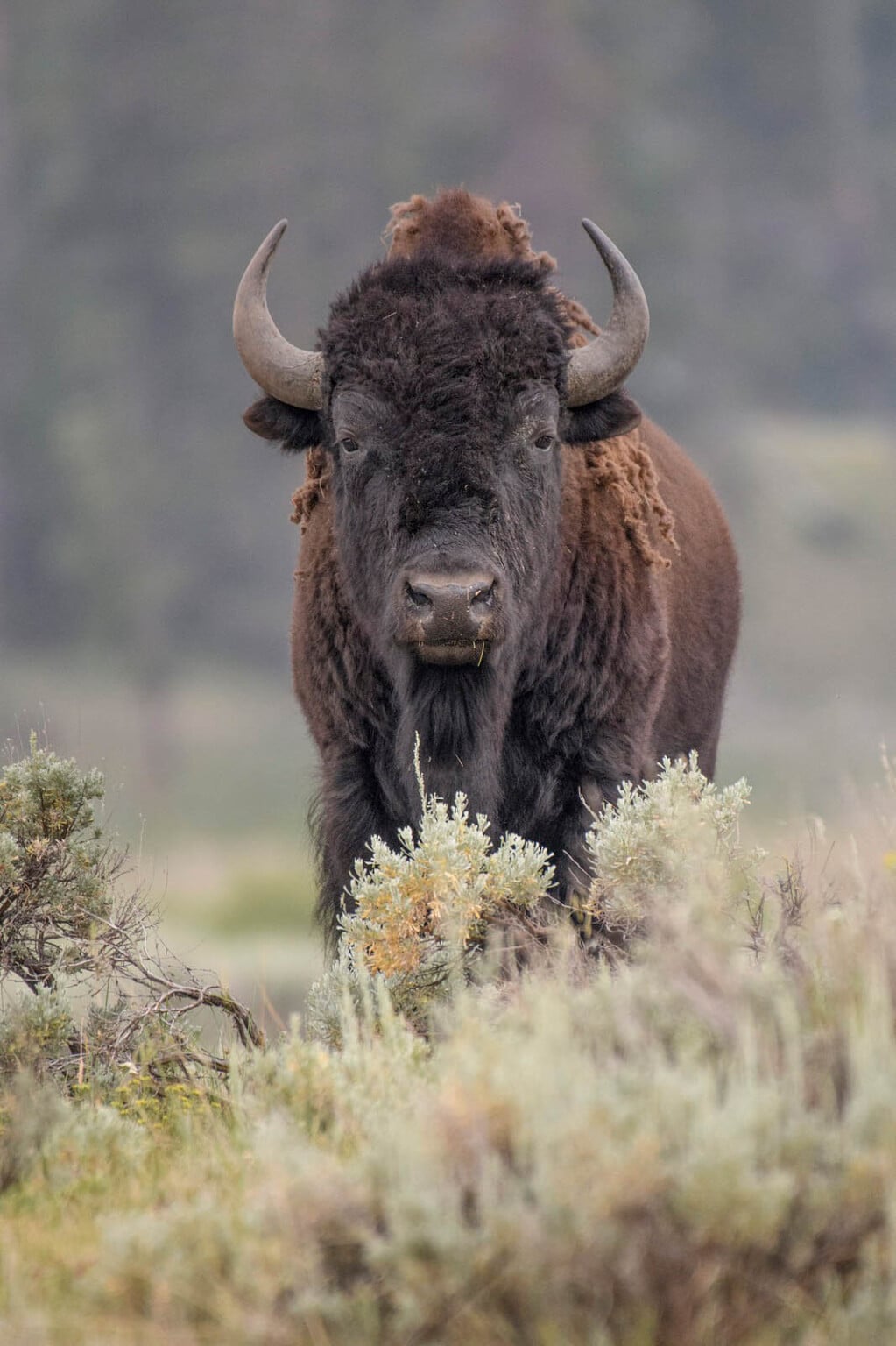 How to Photograph Bison in Yellowstone | PetaPixel