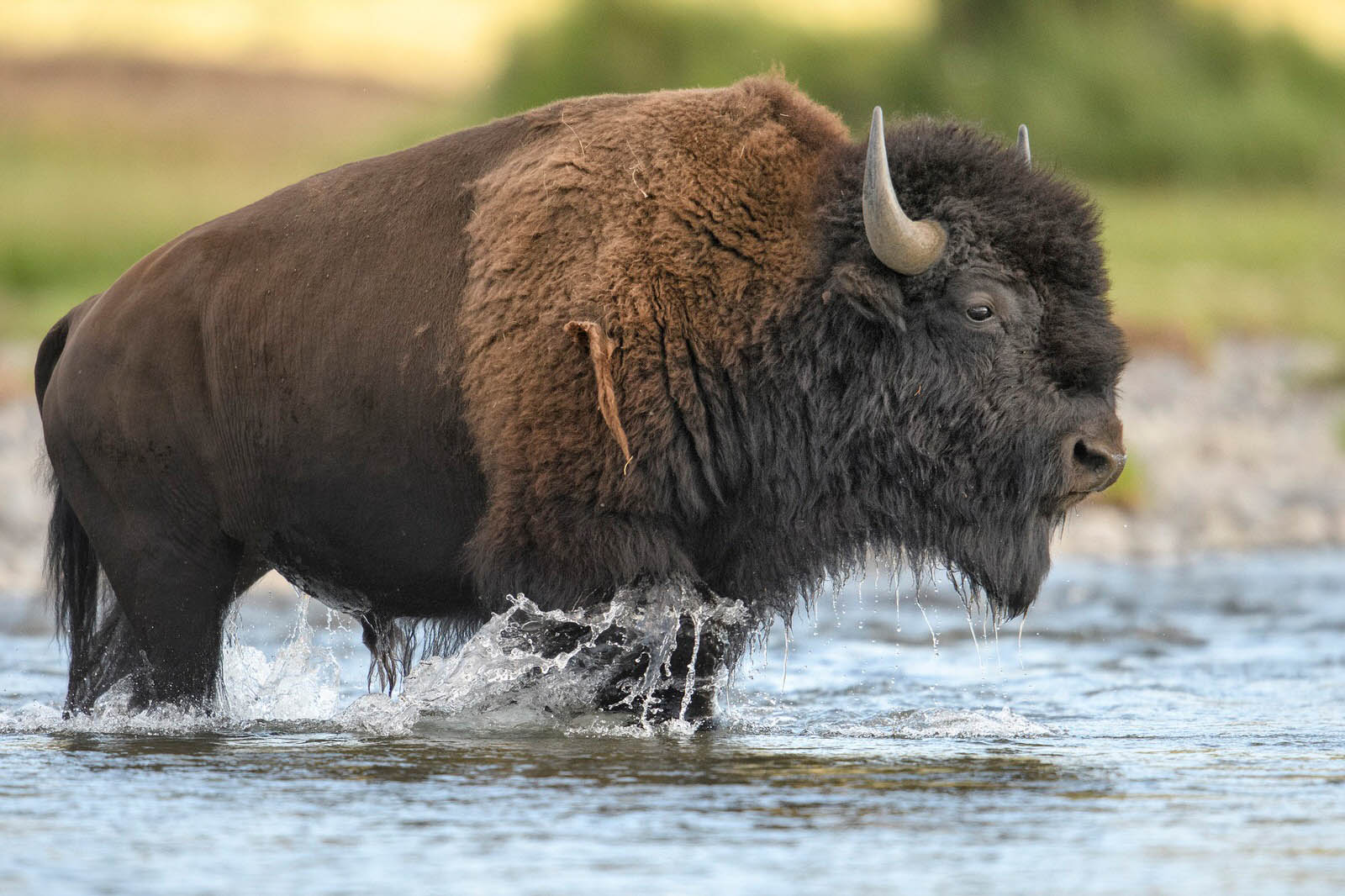 How to Photograph Bison in Yellowstone | PetaPixel