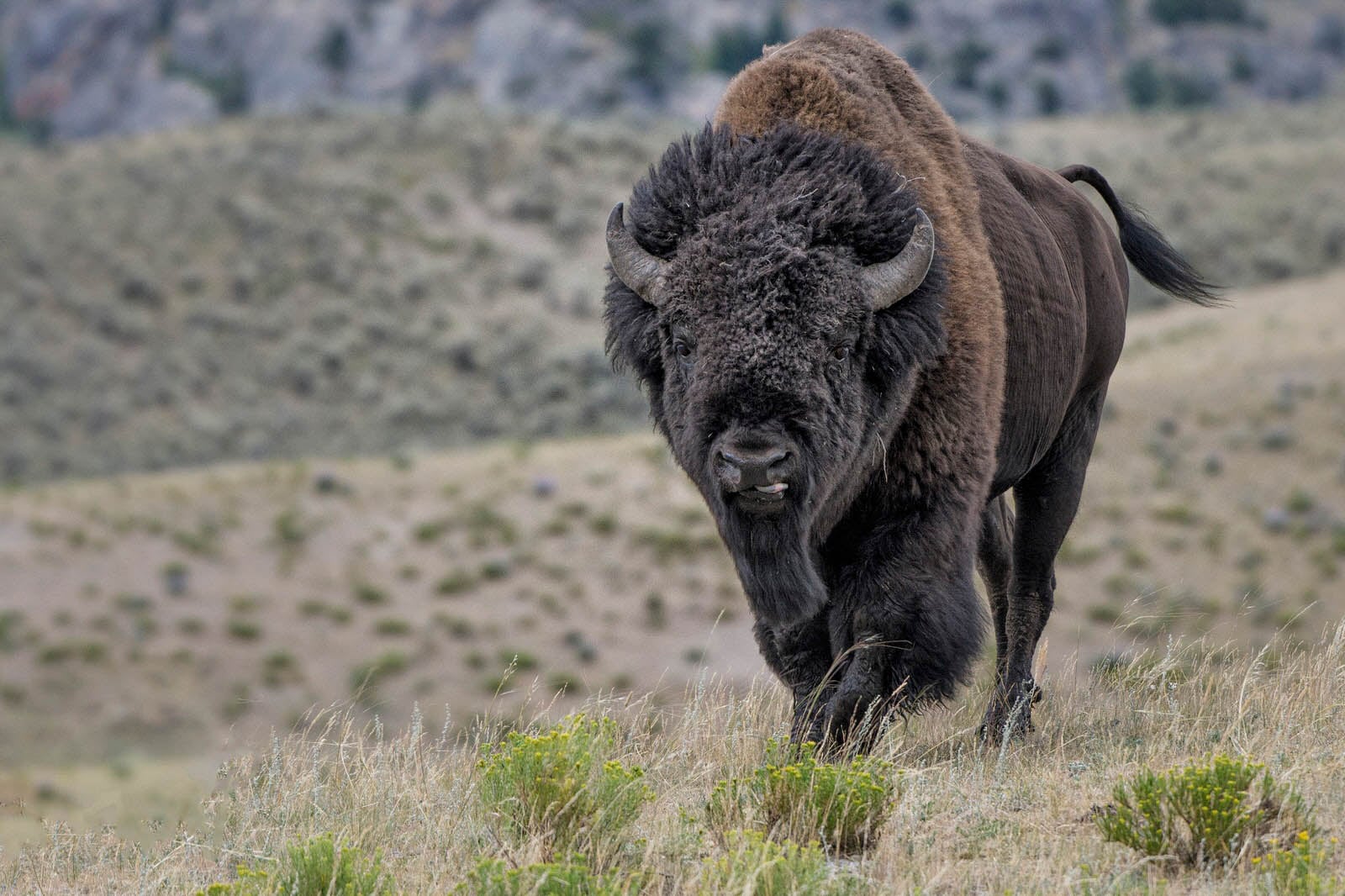 How to Photograph Bison in Yellowstone | PetaPixel