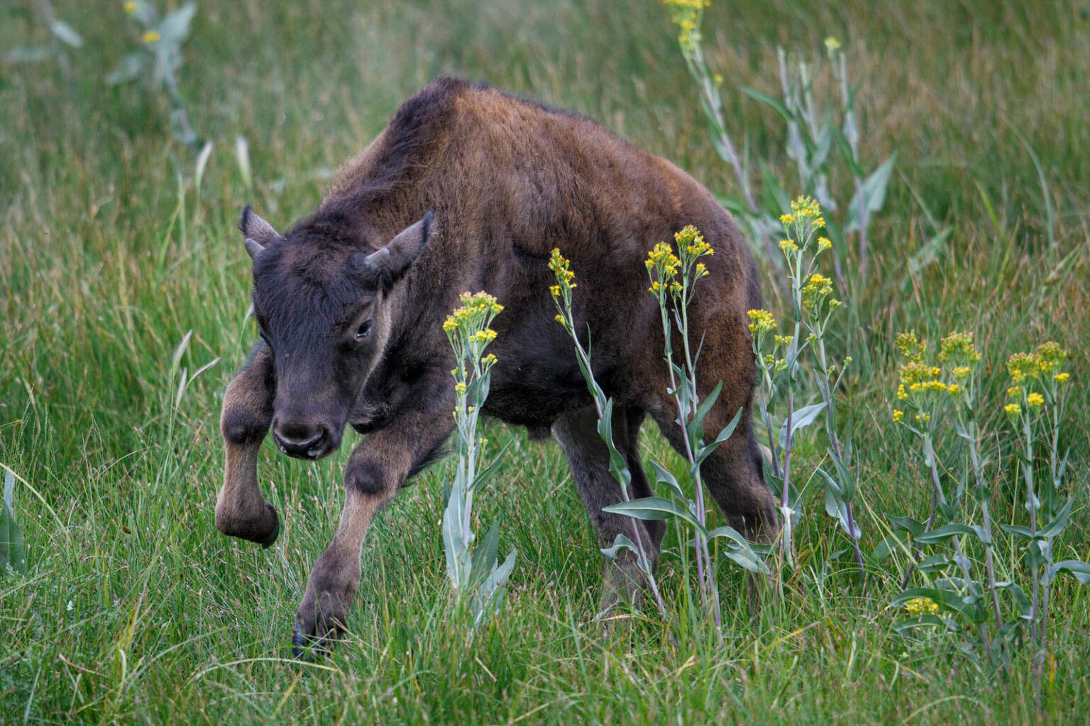 How to Photograph Bison in Yellowstone | PetaPixel