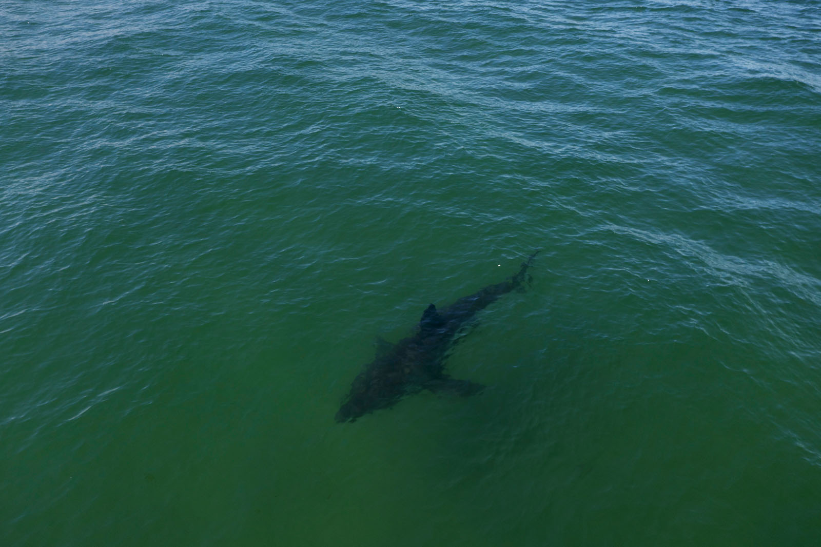 The Return of the Great White Shark Through the Lens of a Photographer ...