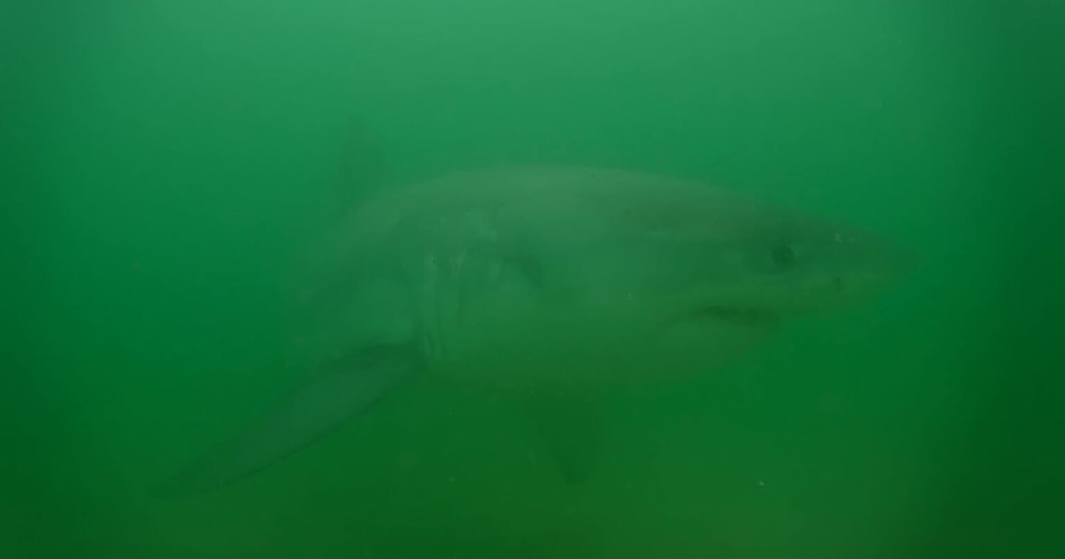 The Return of the Great White Shark Through the Lens of a Photographer ...