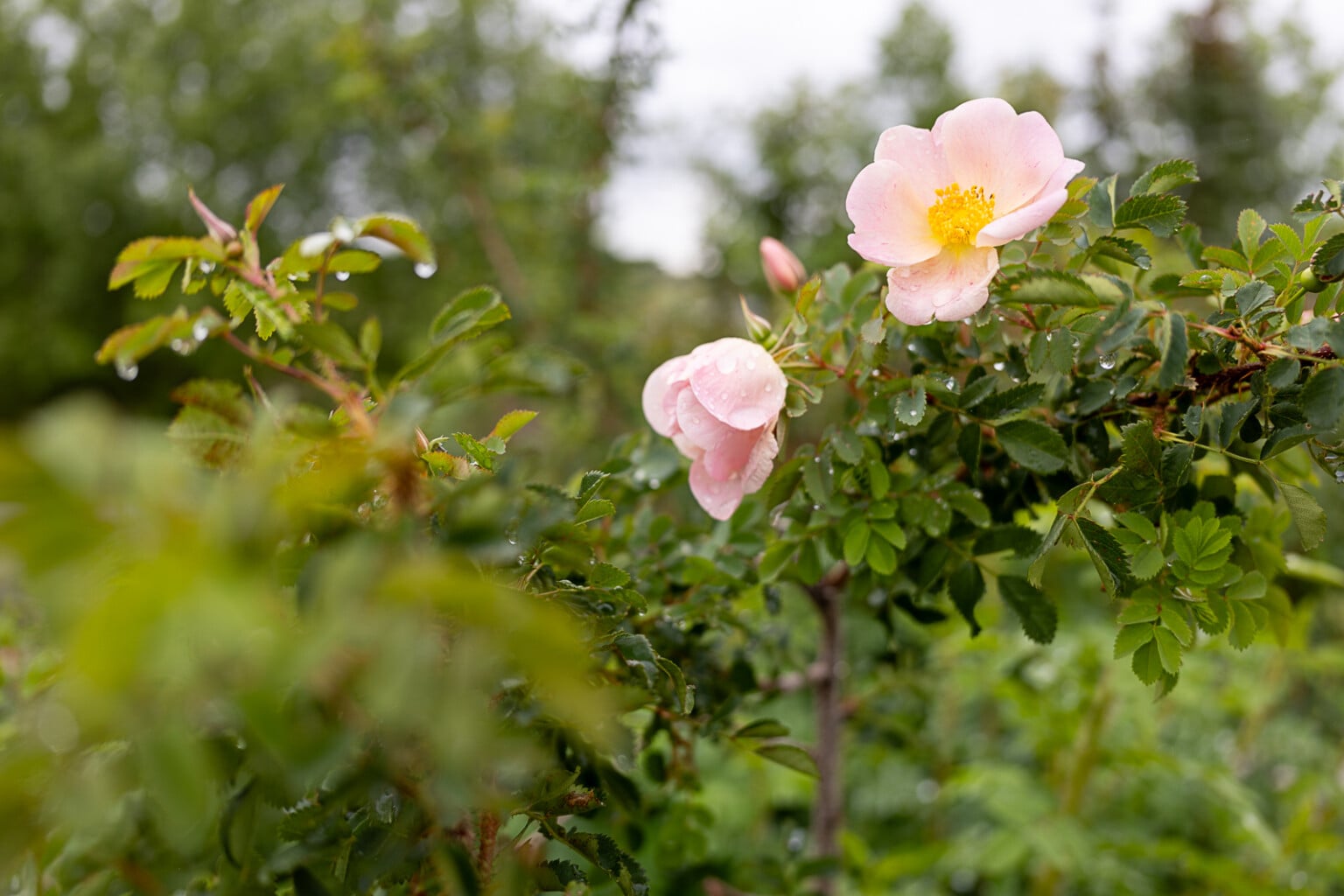 Canon RF 28mm f/2.8 Review: A Golden Pancake or a Flop-Jack? | PetaPixel