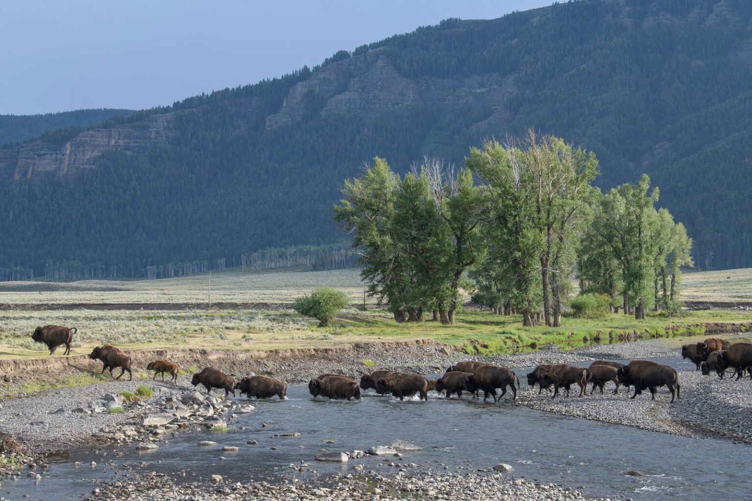 How to Photograph Bison in Yellowstone | PetaPixel