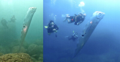 Giant Deep Sea Oarfish is Filmed by Divers in Rare Encounter | PetaPixel