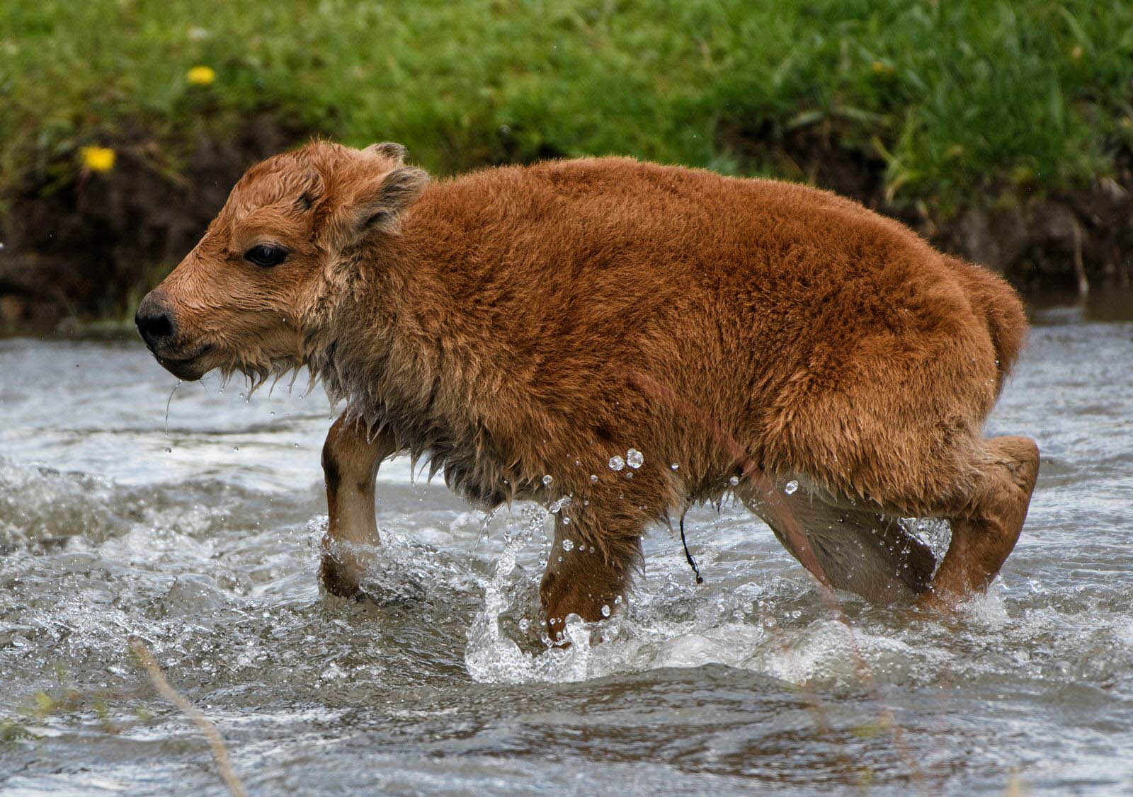How to Photograph Bison in Yellowstone | PetaPixel