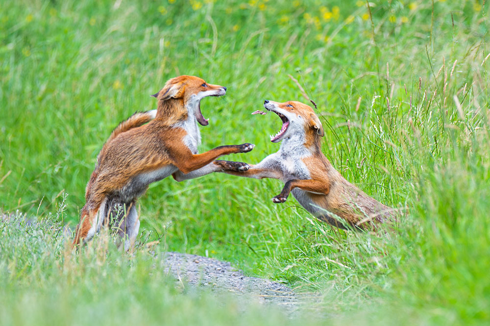 Patient Photographer Dressed in Camouflage Captures Fighting Foxes ...