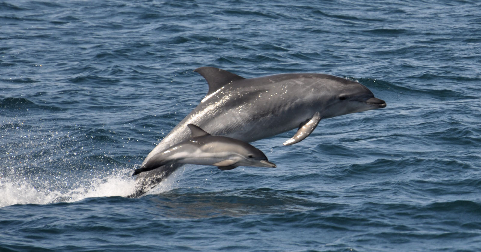 Scientists Are Using Drone Cameras to Study the Ages of Dolphin Groups ...