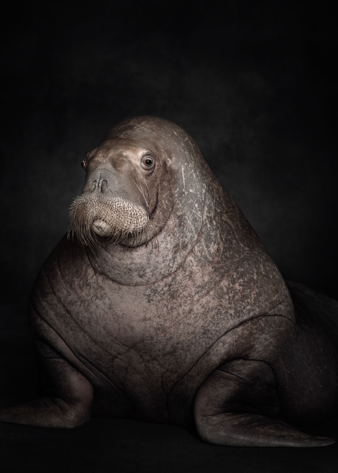 Portrait Series Emphasizes the Parallels Between Animals and Humans ...