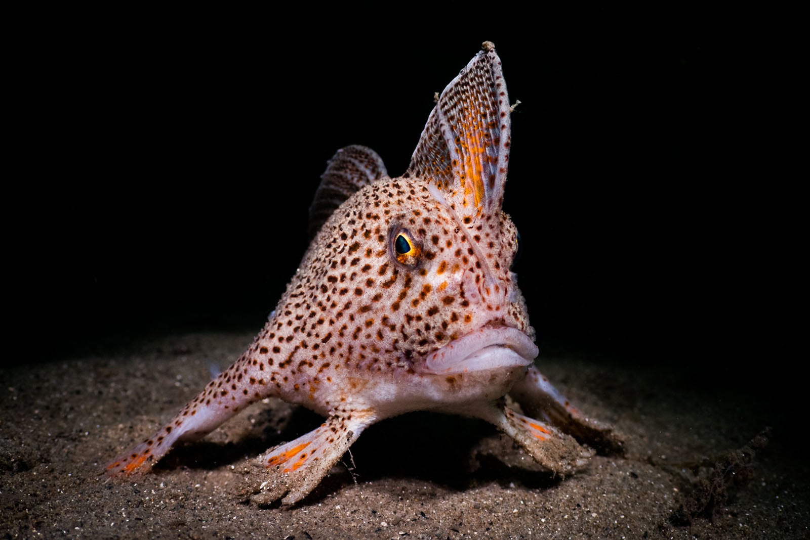 Photographer Captures Rare Fish That Walks on its Hands | PetaPixel