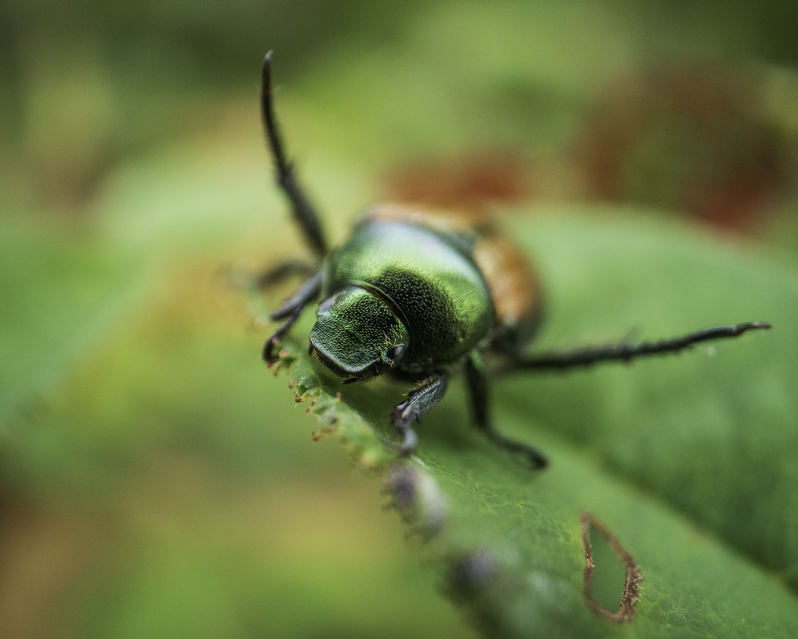 Totally Tubular: Hands-on with Laowa's 24mm T8 2x Pro2be Macro Lens ...