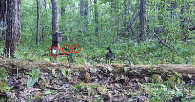 Bizarre Trail Camera Footage Sees Ducklings Falling From the Sky ...