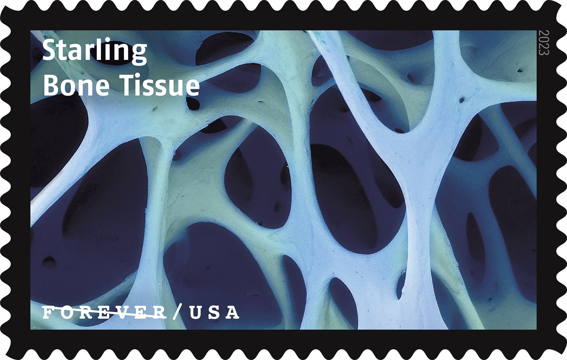 New US Postal Service Stamps Feature Beautiful Photos of Microscopic ...