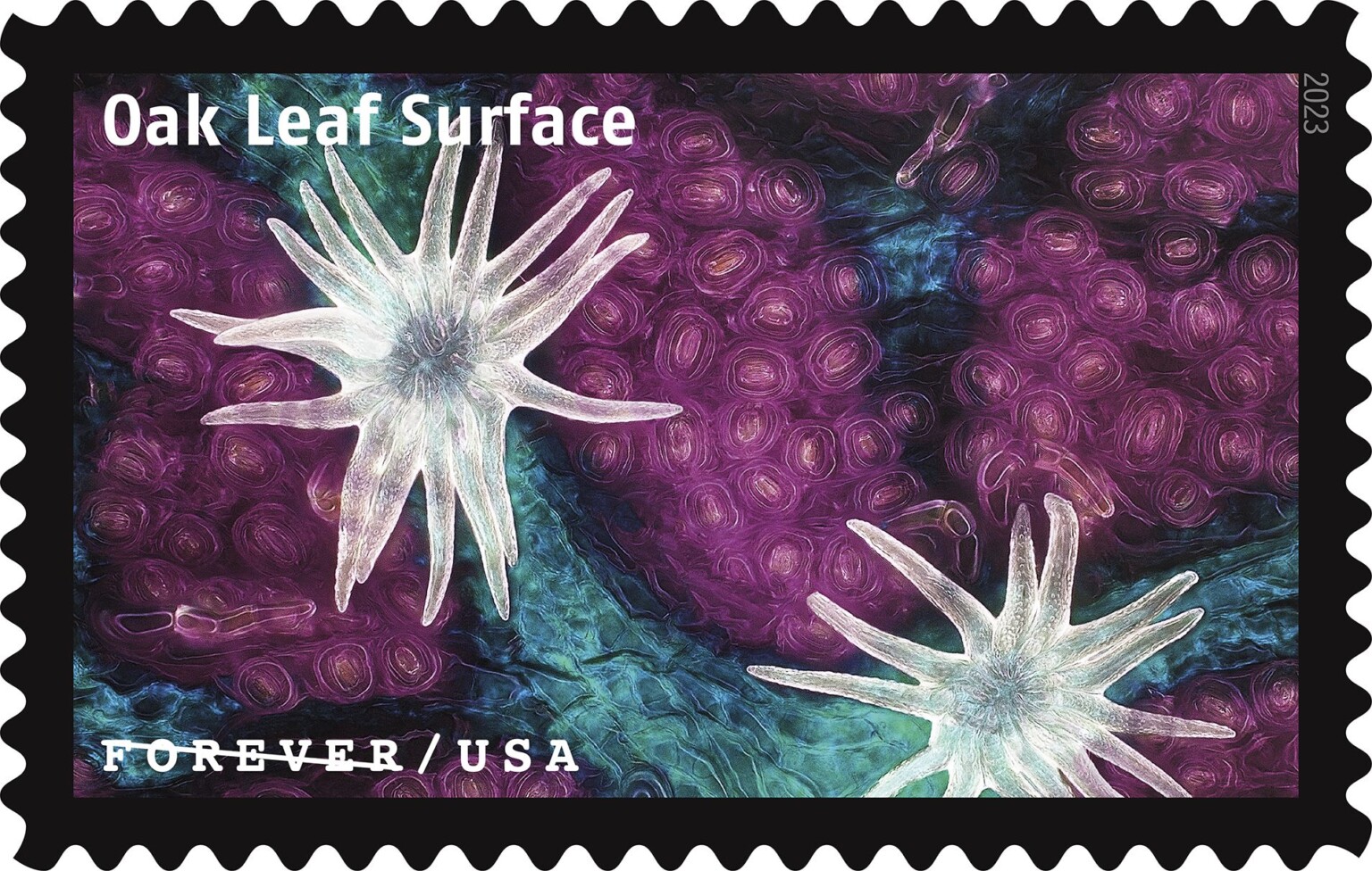 New US Postal Service Stamps Feature Beautiful Photos of Microscopic ...