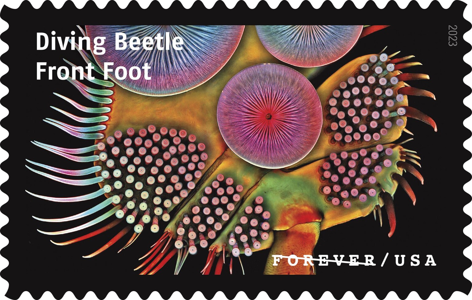 New US Postal Service Stamps Feature Beautiful Photos of Microscopic ...