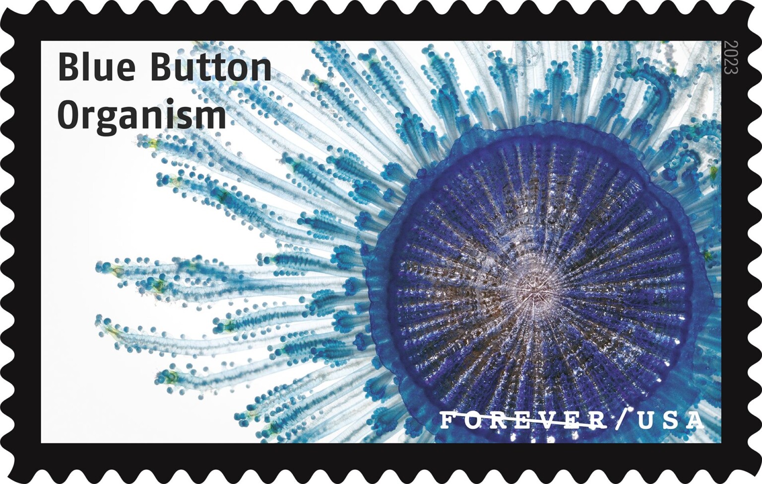 New US Postal Service Stamps Feature Beautiful Photos of Microscopic ...