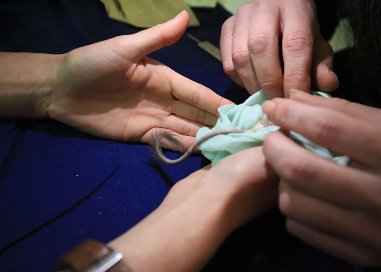 Trail Cameras Capture Bizarre Mouse Believed to be Locally Extinct ...