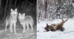 Wildlife Researchers Showcase Their Best Trail Cam Carnivore Sightings ...