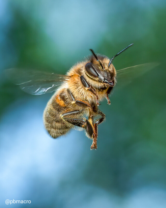 How Modern Camera Tech Enables Ethical Macro Insect Photography | PetaPixel