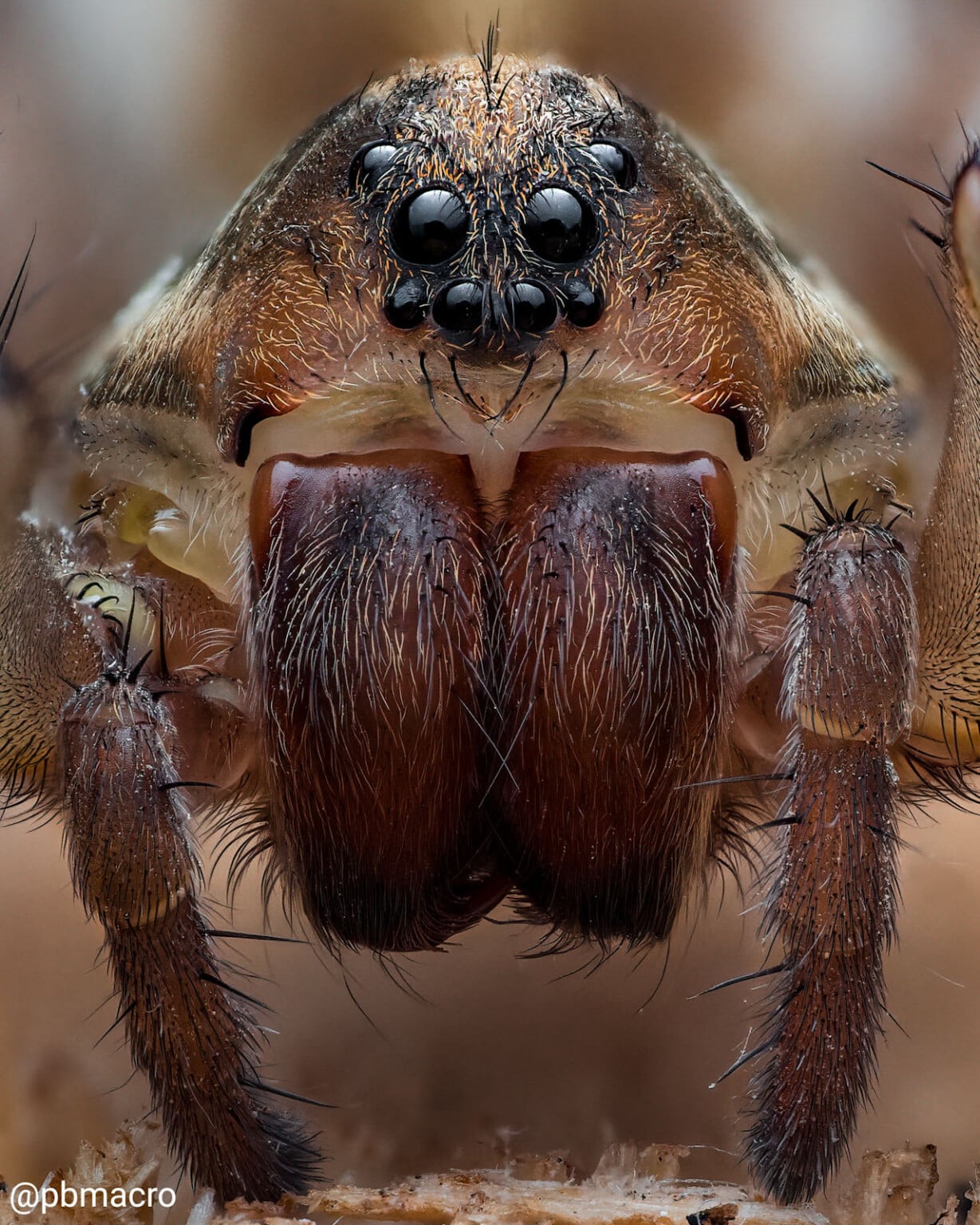 How Modern Camera Tech Enables Ethical Macro Insect Photography | PetaPixel