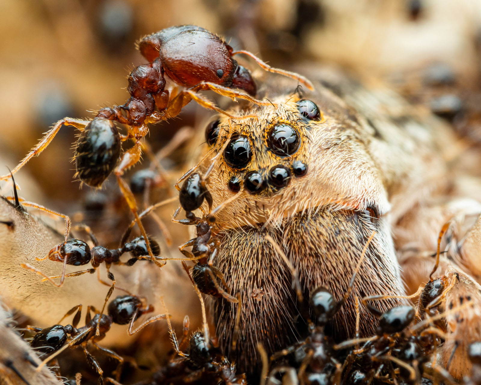 Photographer Searches for Spiders Nightly for Amazing Macro Photos ...