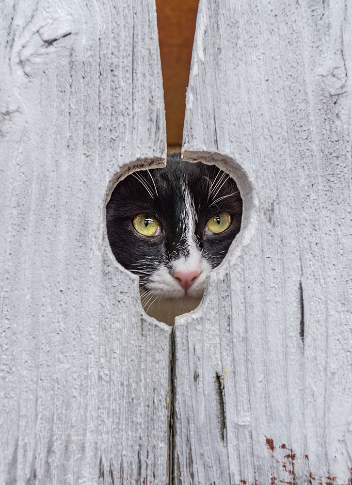 Photographer Uses Everyday Objects to Frame His Subjects | PetaPixel