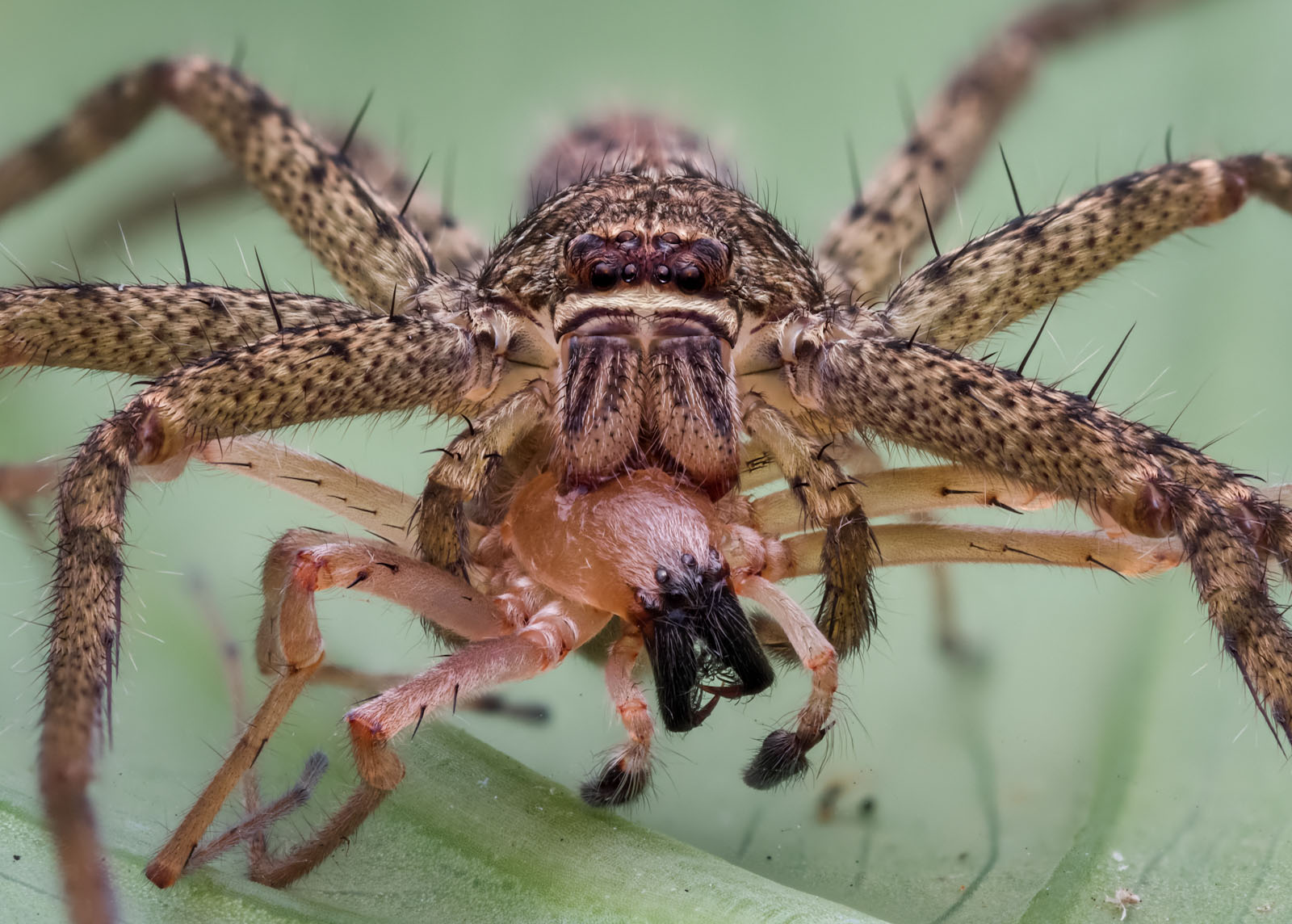 Photographer Searches for Spiders Nightly for Amazing Macro Photos ...