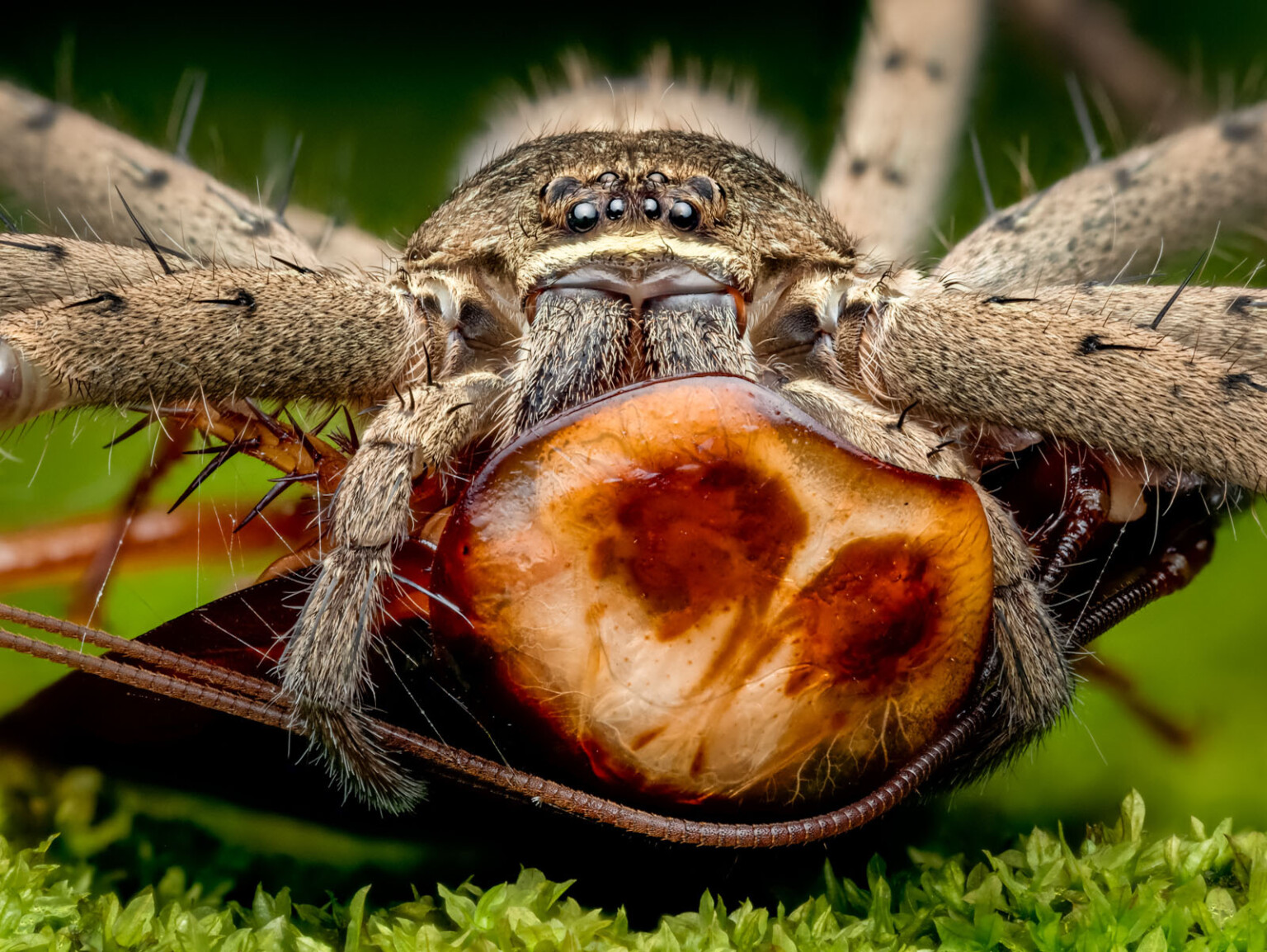 Photographer Searches for Spiders Nightly for Amazing Macro Photos ...