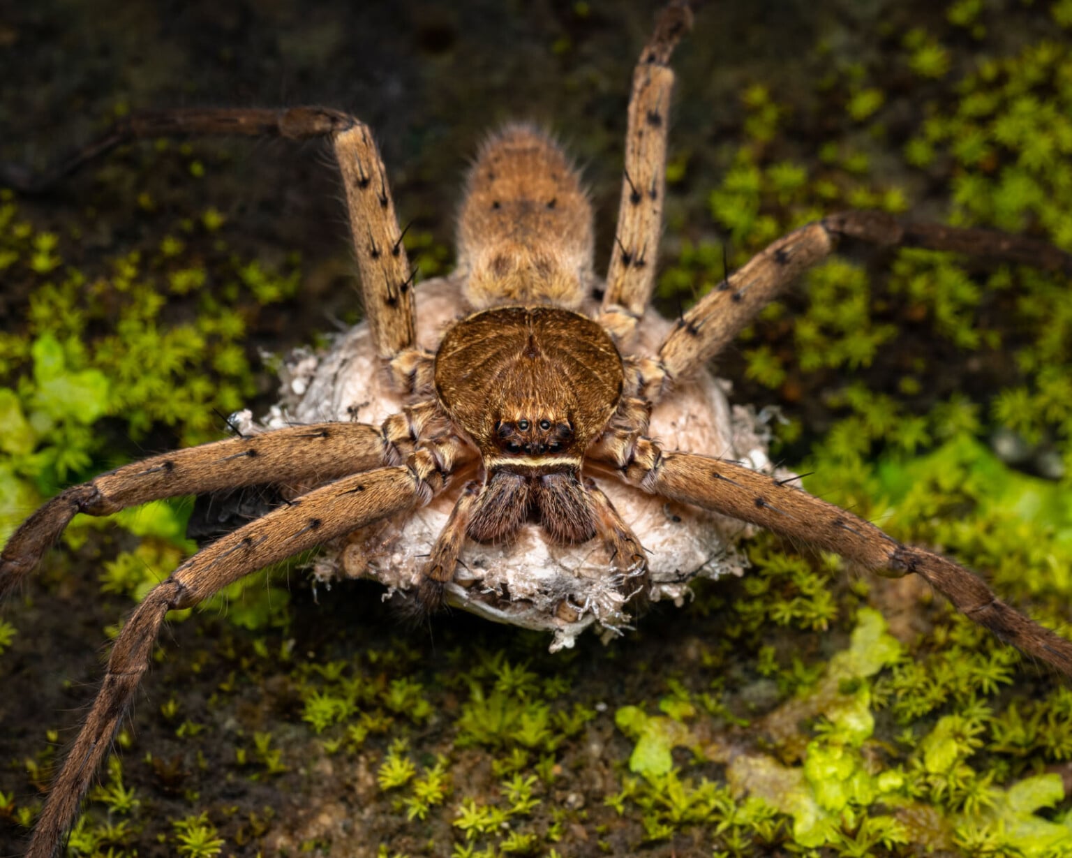 Photographer Searches for Spiders Nightly for Amazing Macro Photos ...
