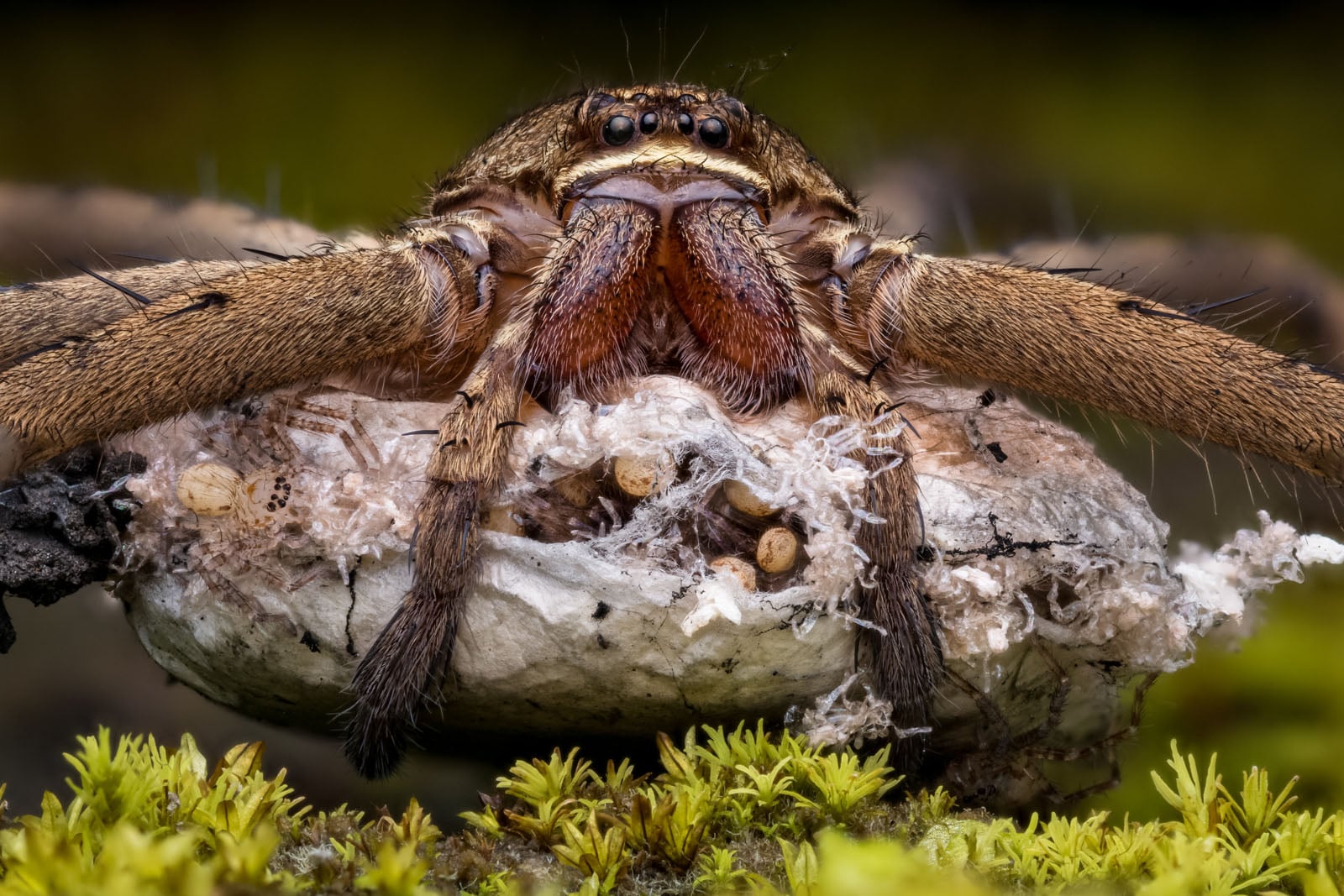 Photographer Searches for Spiders Nightly for Amazing Macro Photos ...