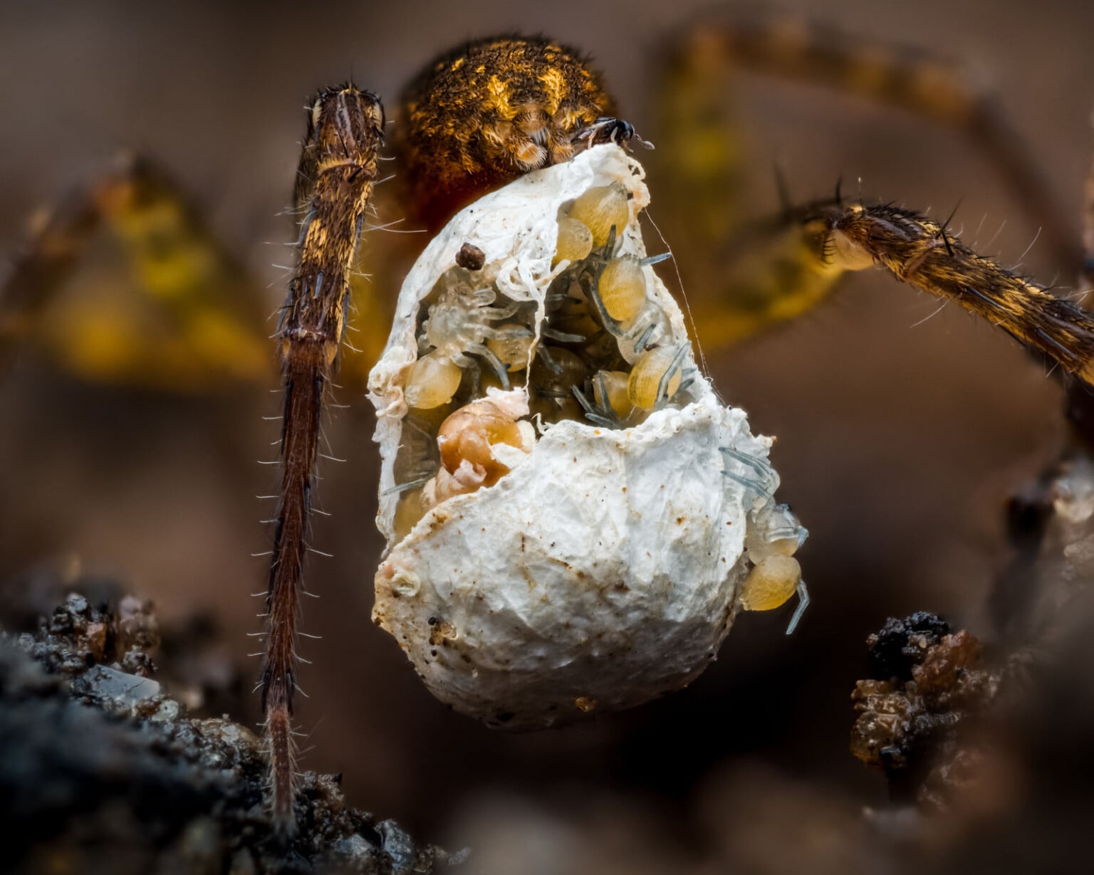 Photographer Searches for Spiders Nightly for Amazing Macro Photos ...