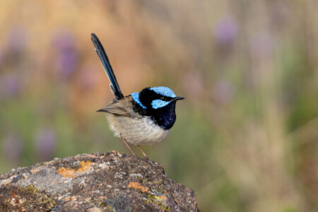 TTArtisan's New 500mm f/6.3 Full-Frame Mirrorless Lens is Just $329 ...