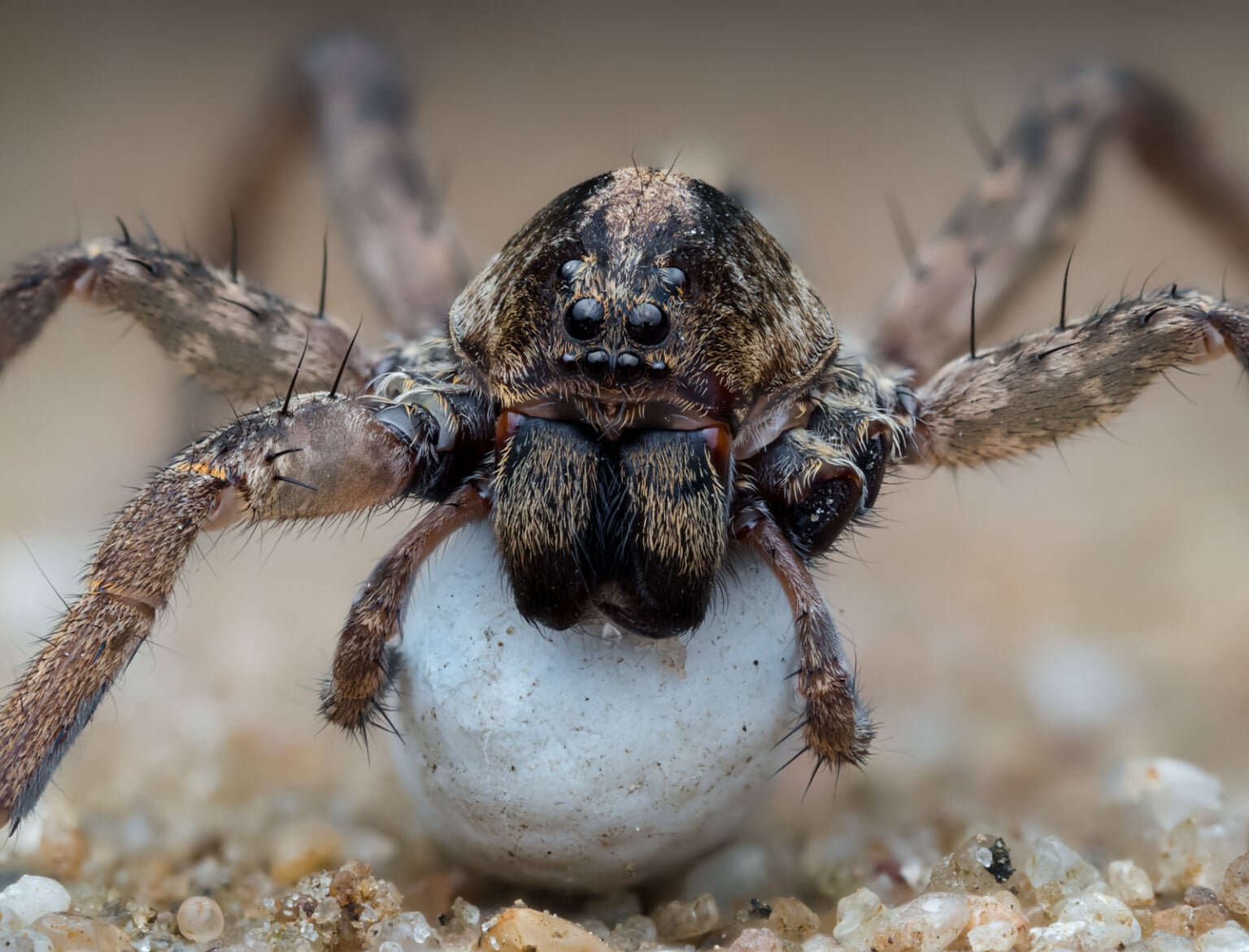 Photographer Searches for Spiders Nightly for Amazing Macro Photos ...