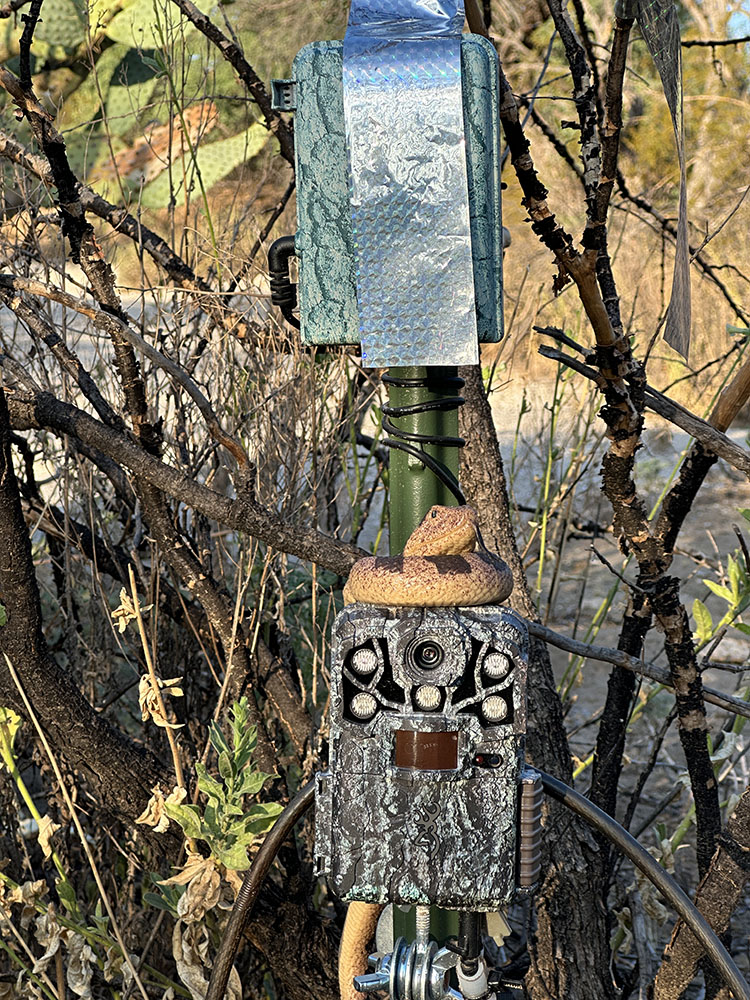 Woodpeckers Keep Destroying Photographer's Trail Cameras | PetaPixel