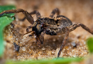 Photographer Searches for Spiders Nightly for Amazing Macro Photos ...