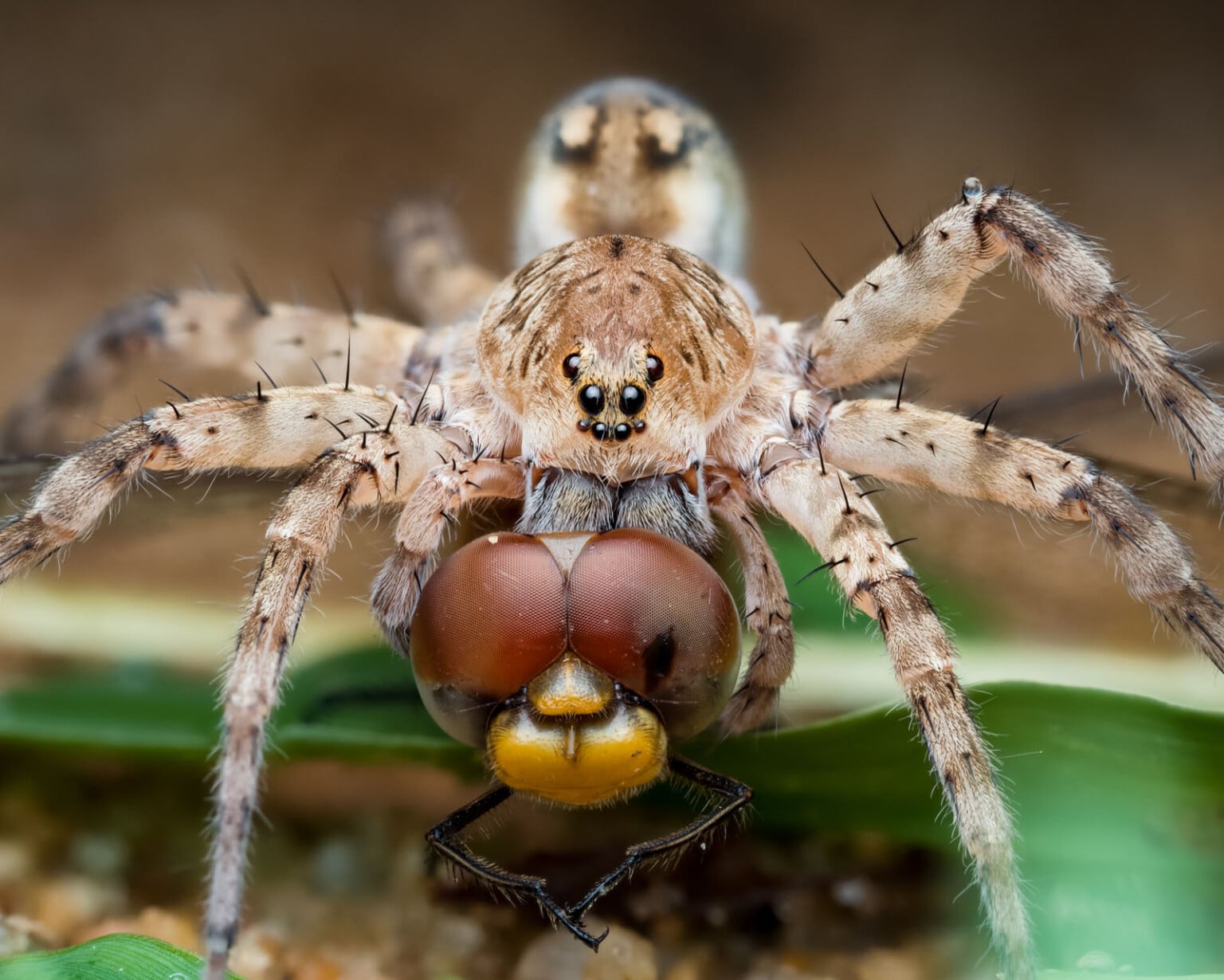Photographer Searches for Spiders Nightly for Amazing Macro Photos ...