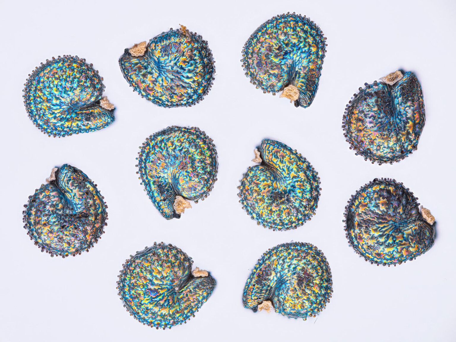 Laowa Makes Microscopy Affordable with 10-50x Aurogon Lens | PetaPixel