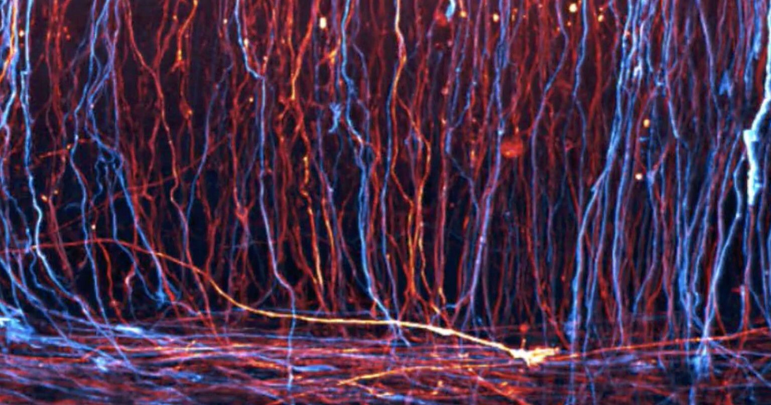 Neuron Formation Timelapse Wins Nikon Small World in Motion | PetaPixel