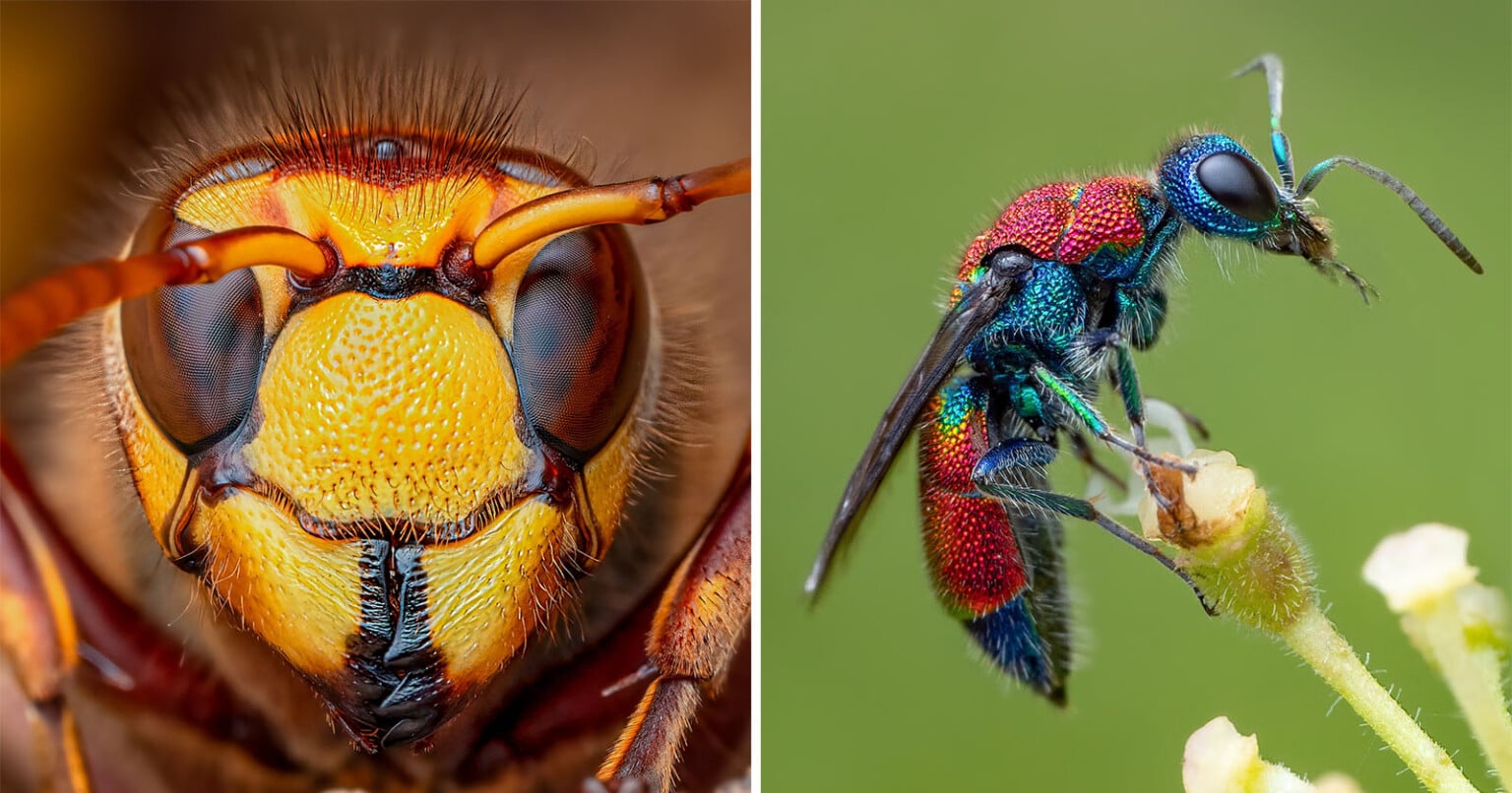 How Modern Camera Tech Enables Ethical Macro Insect Photography | PetaPixel