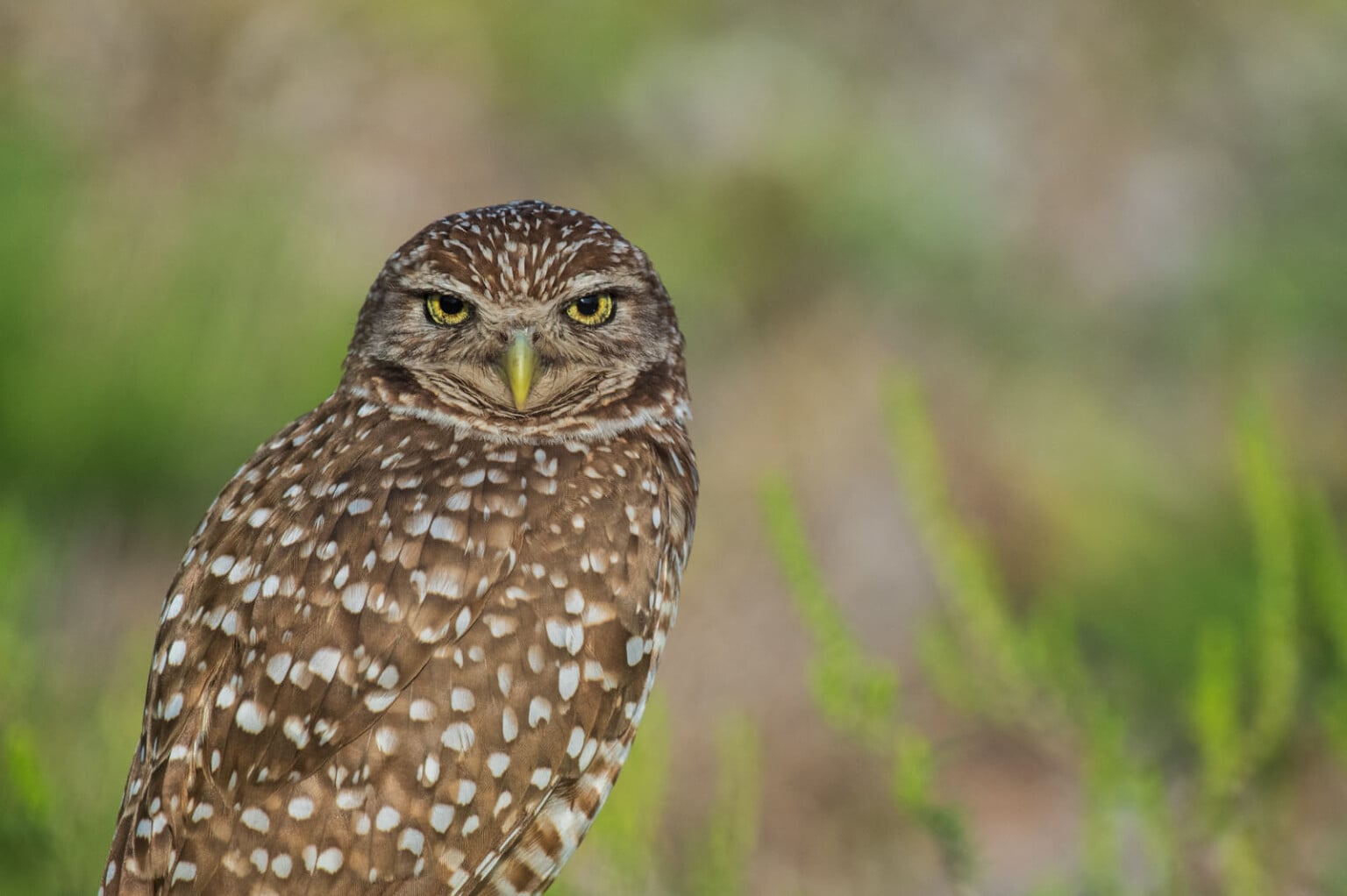 Photos of Florida's Fight to Protect Threatened Burrowing Owls | PetaPixel