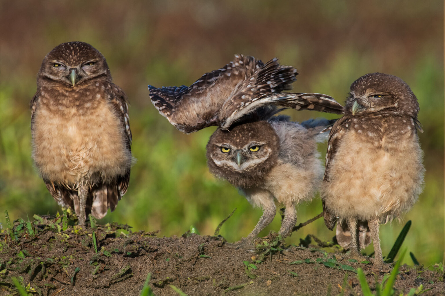 Photos of Florida's Fight to Protect Threatened Burrowing Owls | PetaPixel