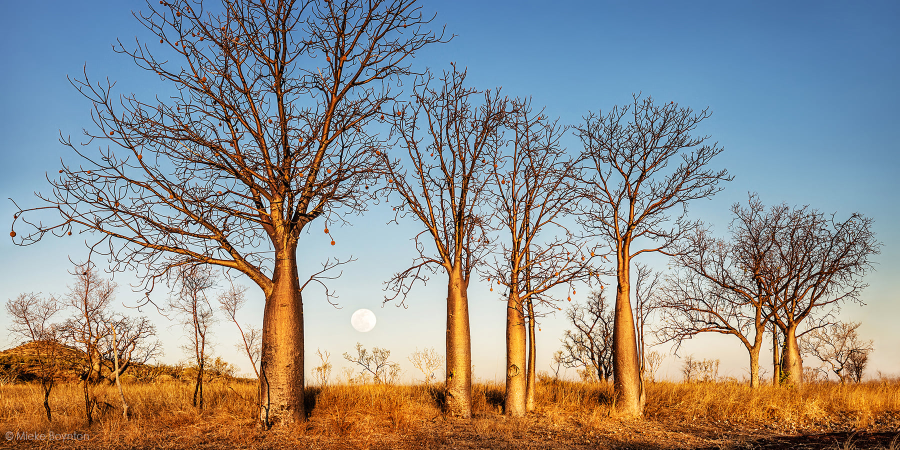 'Talking to Trees': Photographing the Expressive Nature of Trees ...