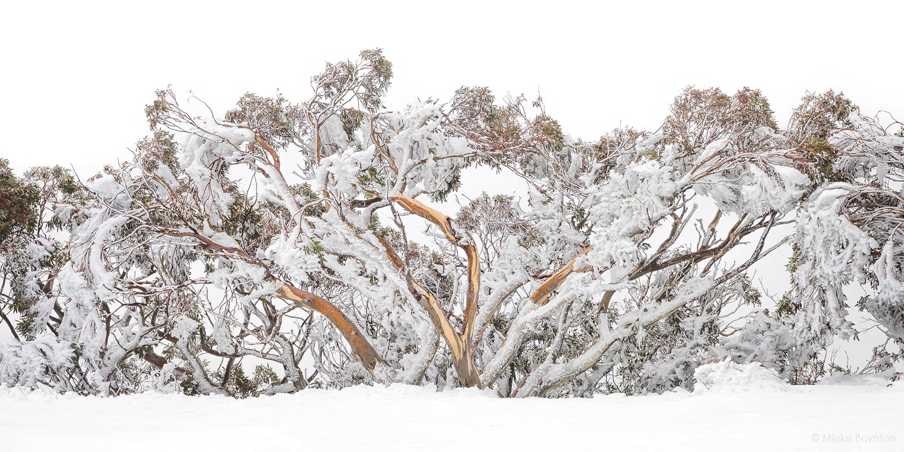 'Talking to Trees': Photographing the Expressive Nature of Trees ...