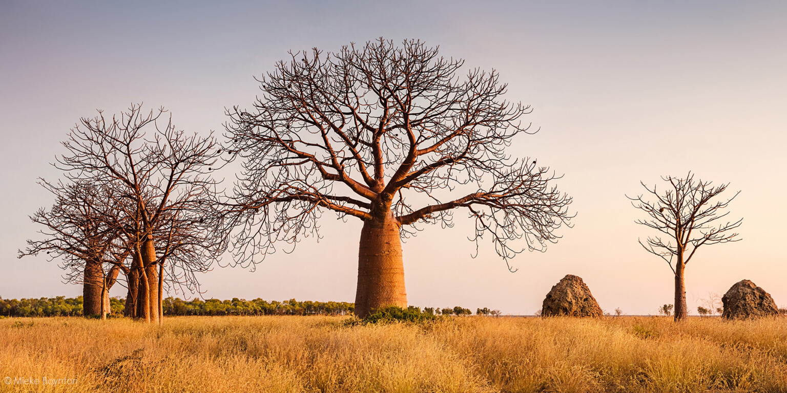 'Talking to Trees': Photographing the Expressive Nature of Trees ...