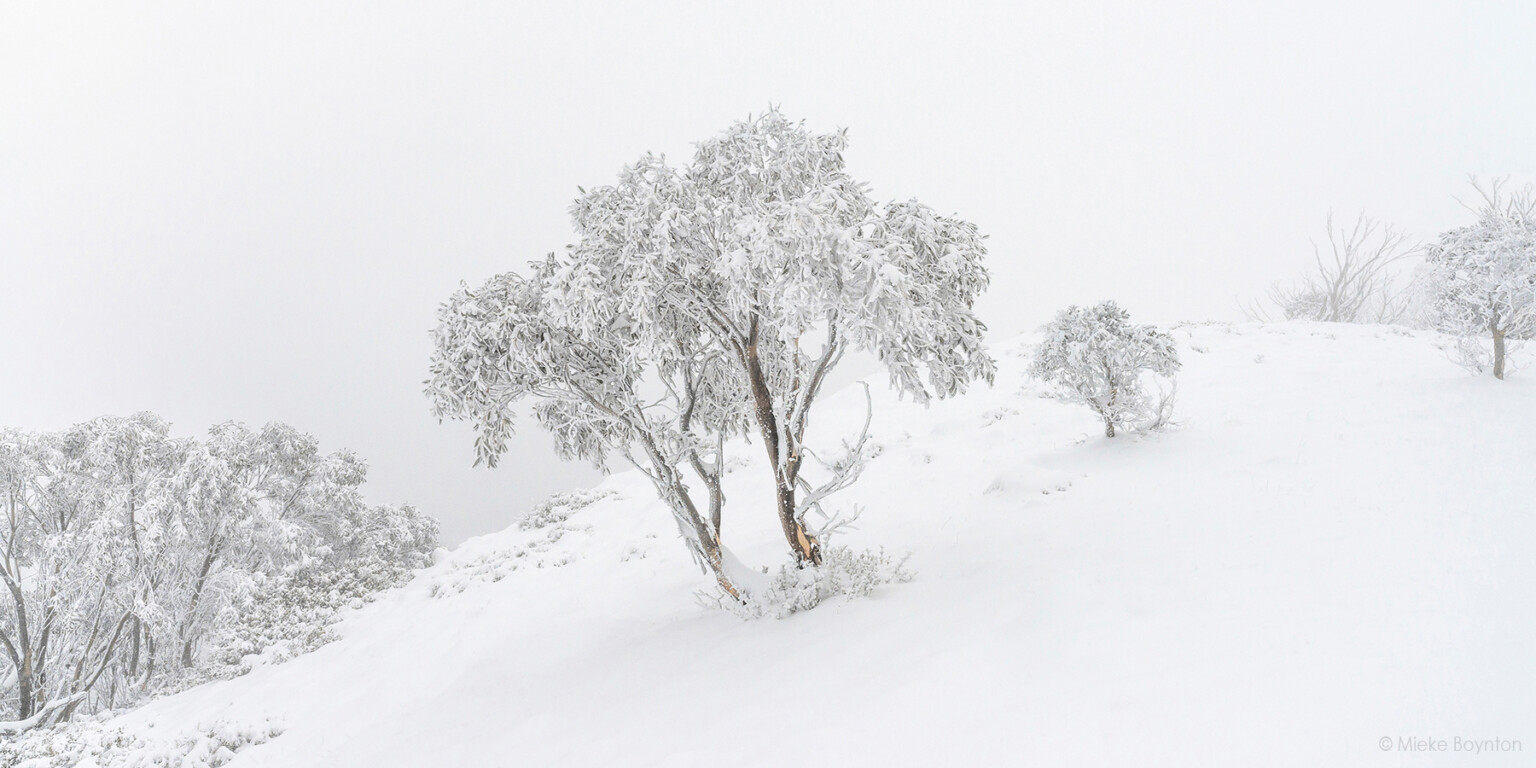 'Talking to Trees': Photographing the Expressive Nature of Trees ...