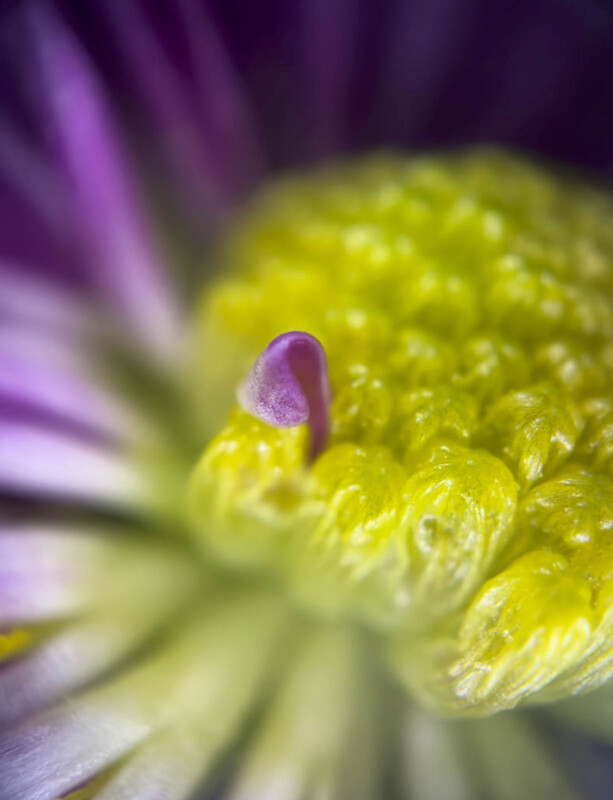 Sandmarc's iPhone Microscope Puts 40x Magnification In Your Palm ...